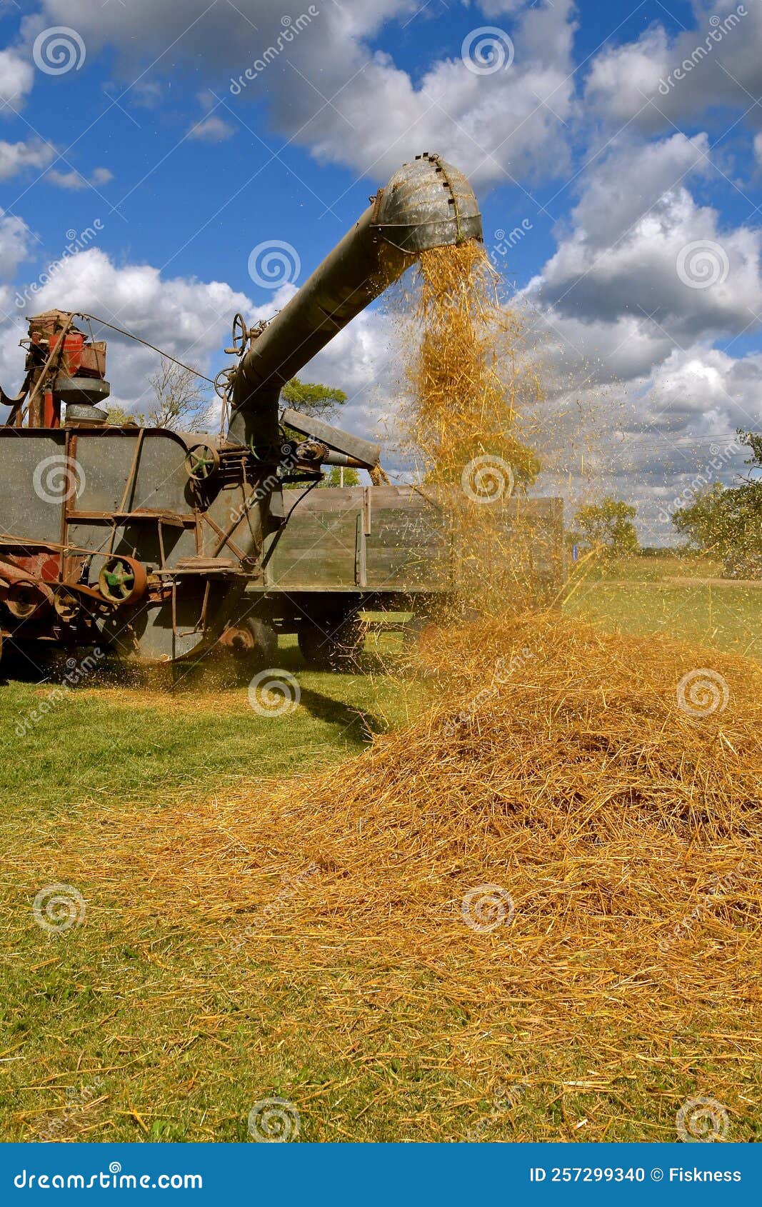 Threshing Blower Pipe Creating a New Straw Pile Stock Photo - Image of ...