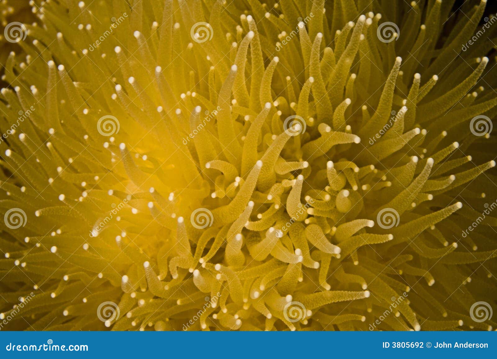 Extended Coral polyp stock photo. Image of reef, island - 3805692