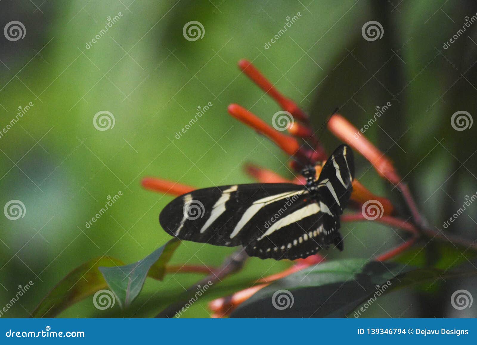 Zebra Longwing Butterfly with His Wings Extended Stock Photo - Image of ...