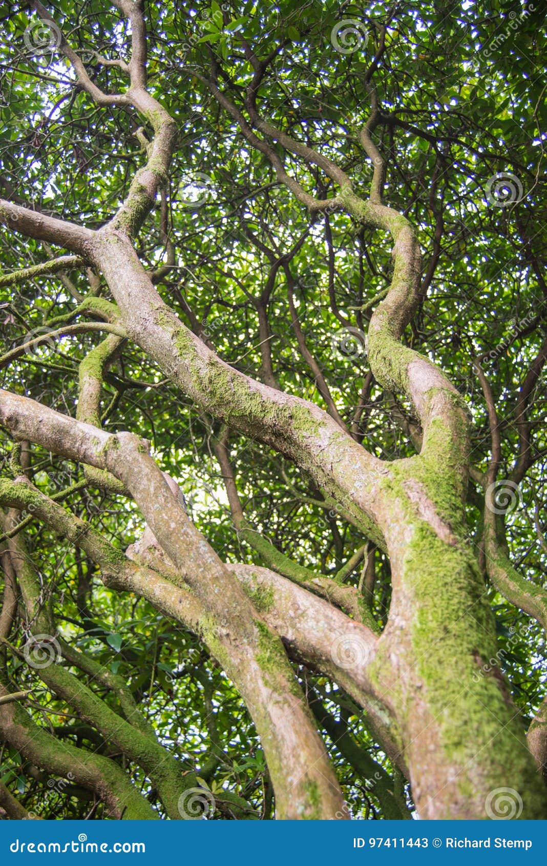Extending branches stock image. Image of fresh, ancient - 97411443