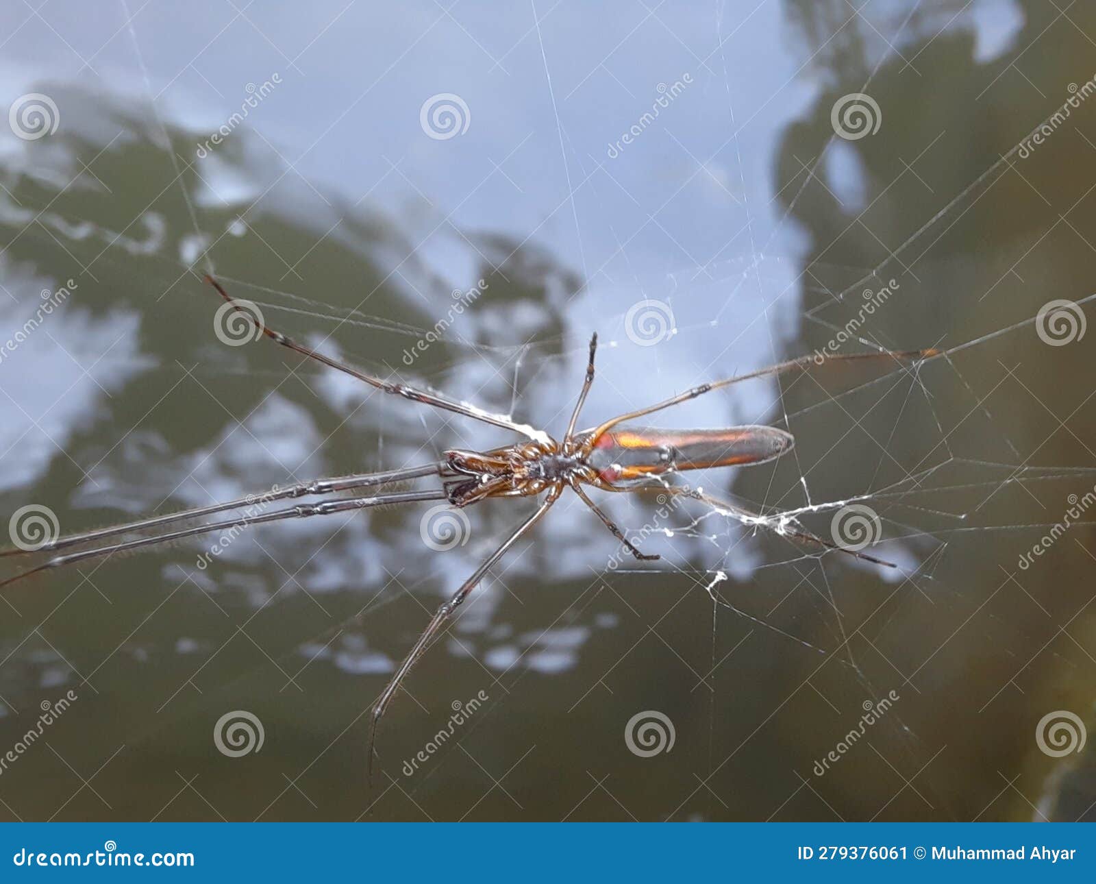 Extension spider stock image. Image of water, insect - 279376061