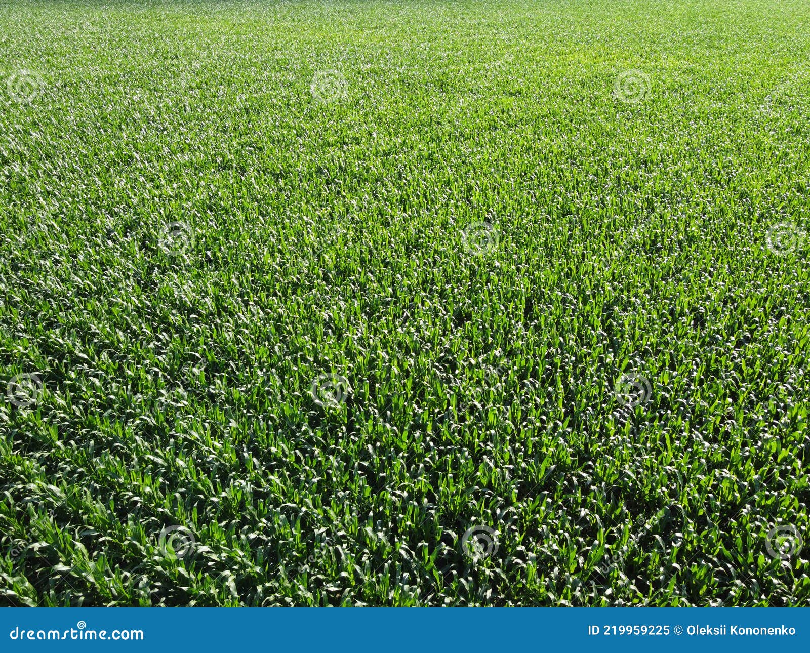 Extensive Corn Fields, Top View. Green Farm Fields, Landscape Stock ...