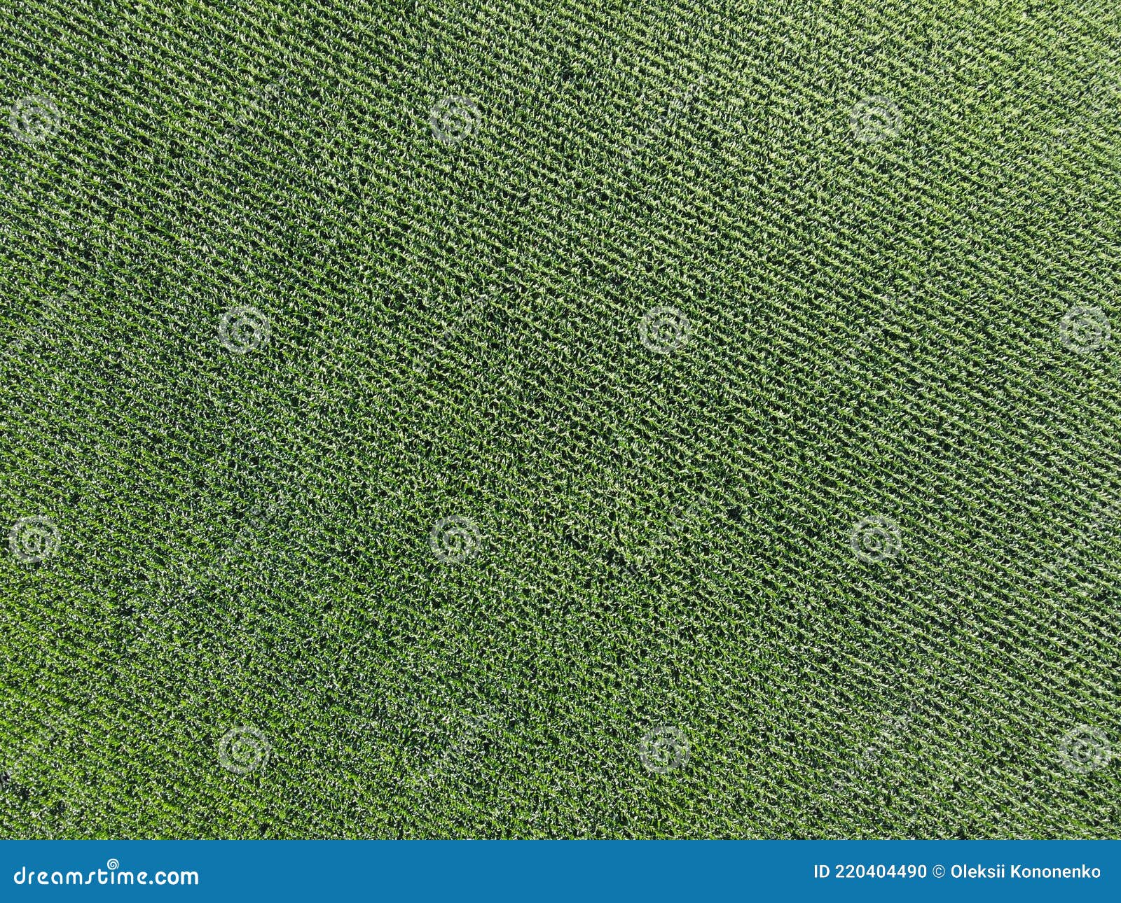 Extensive Corn Fields, Top View. Green Farm Fields, Landscape Stock ...