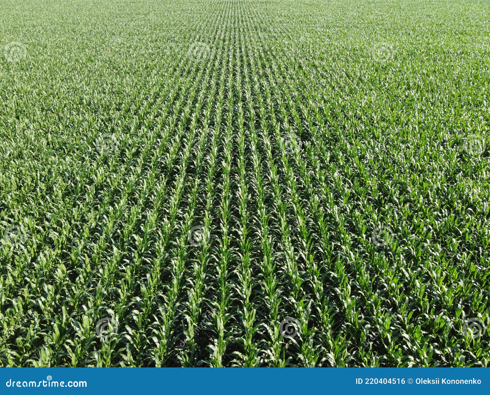 Extensive Corn Fields, Top View. Green Farm Fields, Landscape Stock ...