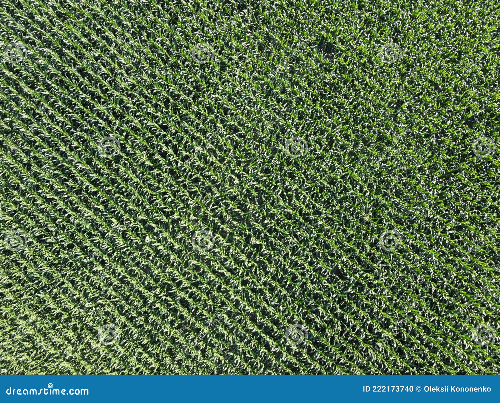 Extensive Corn Fields, Top View. Green Farm Fields, Landscape Stock ...