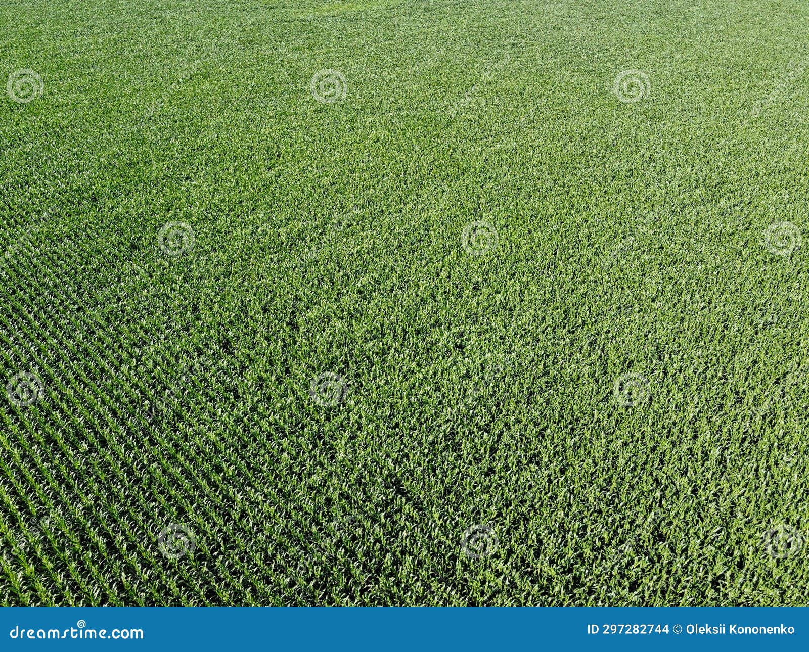 Extensive Corn Fields, Top View. Green Farm Fields, Landscape Stock ...