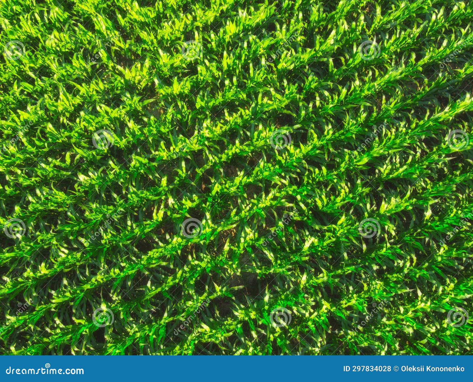 Extensive Corn Fields, Top View. Green Farm Fields, Landscape Stock ...