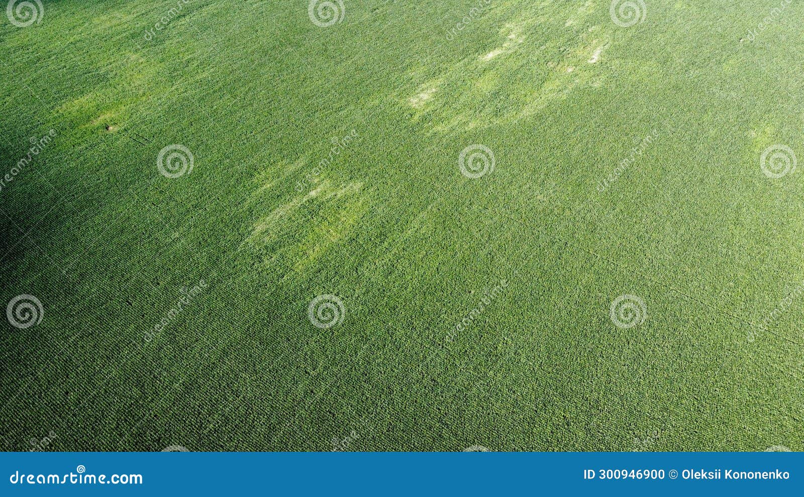 Extensive Corn Fields, Top View. Green Farm Fields, Landscape Stock ...