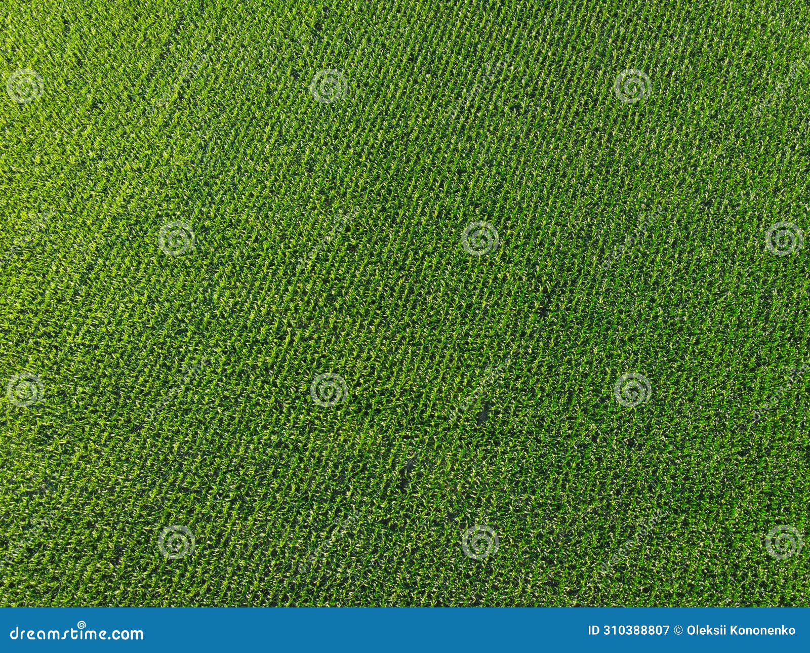 Extensive Corn Fields, Top View. Green Farm Fields, Landscape Stock ...