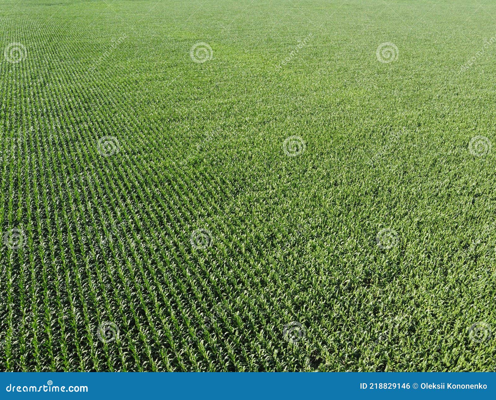 Extensive Corn Fields, Top View. Green Farm Fields, Landscape Stock ...