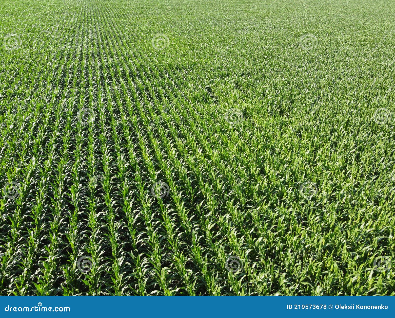 Extensive Corn Fields, Top View. Green Farm Fields, Landscape Stock ...
