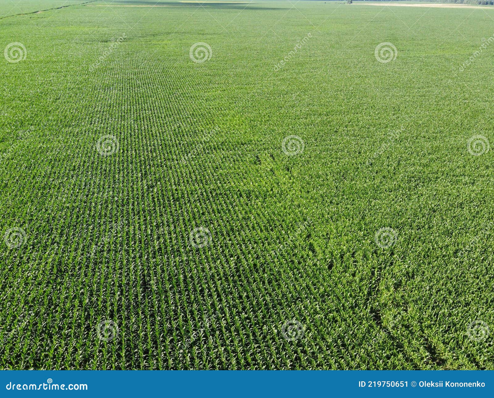 Extensive Corn Fields, Top View. Green Farm Fields, Landscape Stock ...