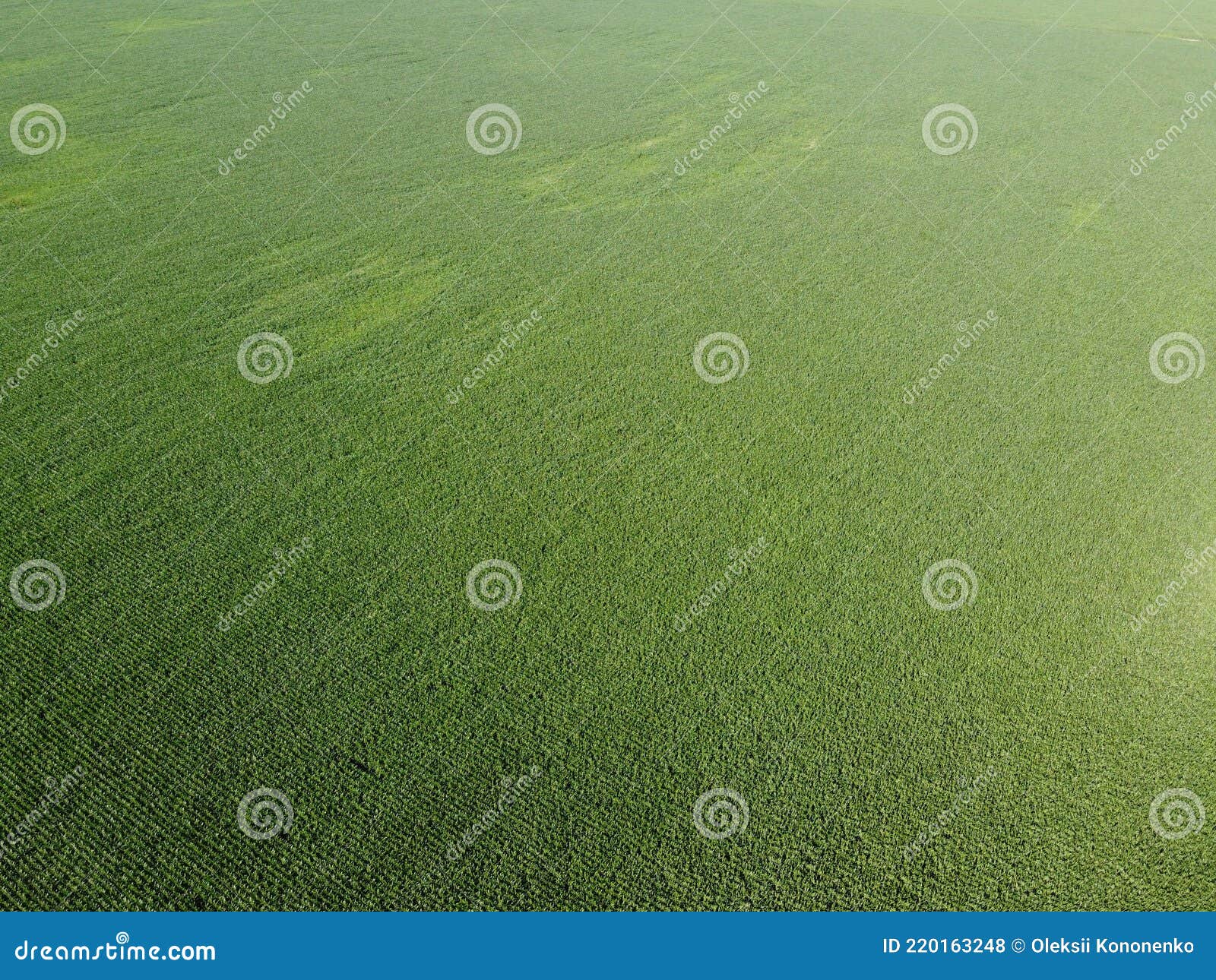 Extensive Corn Fields, Top View. Green Farm Fields, Landscape Stock ...