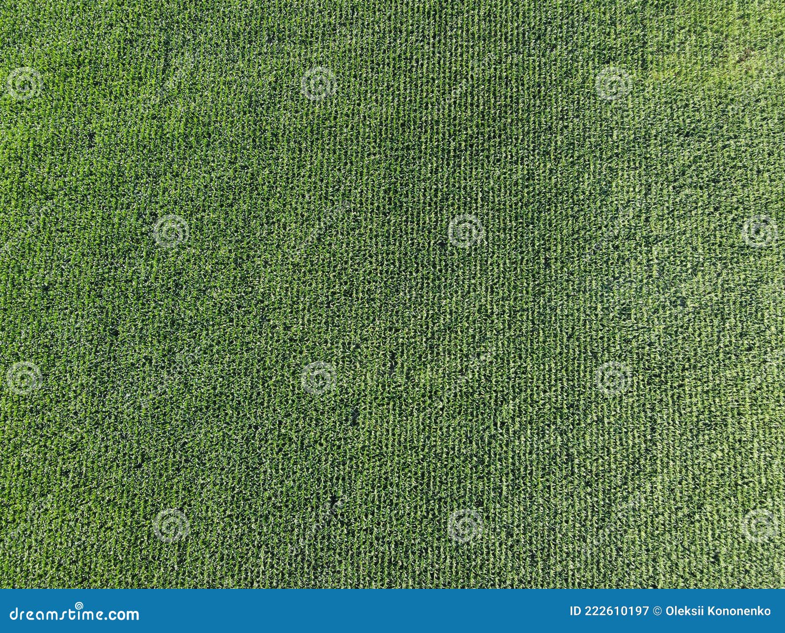 Extensive Corn Fields, Top View. Green Farm Fields, Landscape Stock ...