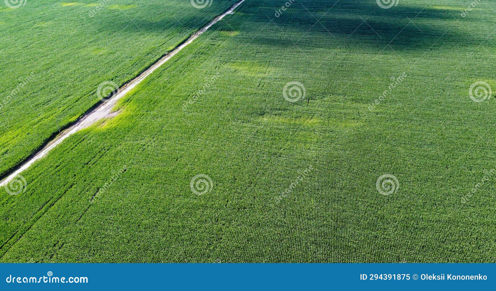 Extensive Corn Fields, Top View. Green Farm Fields, Landscape Stock ...