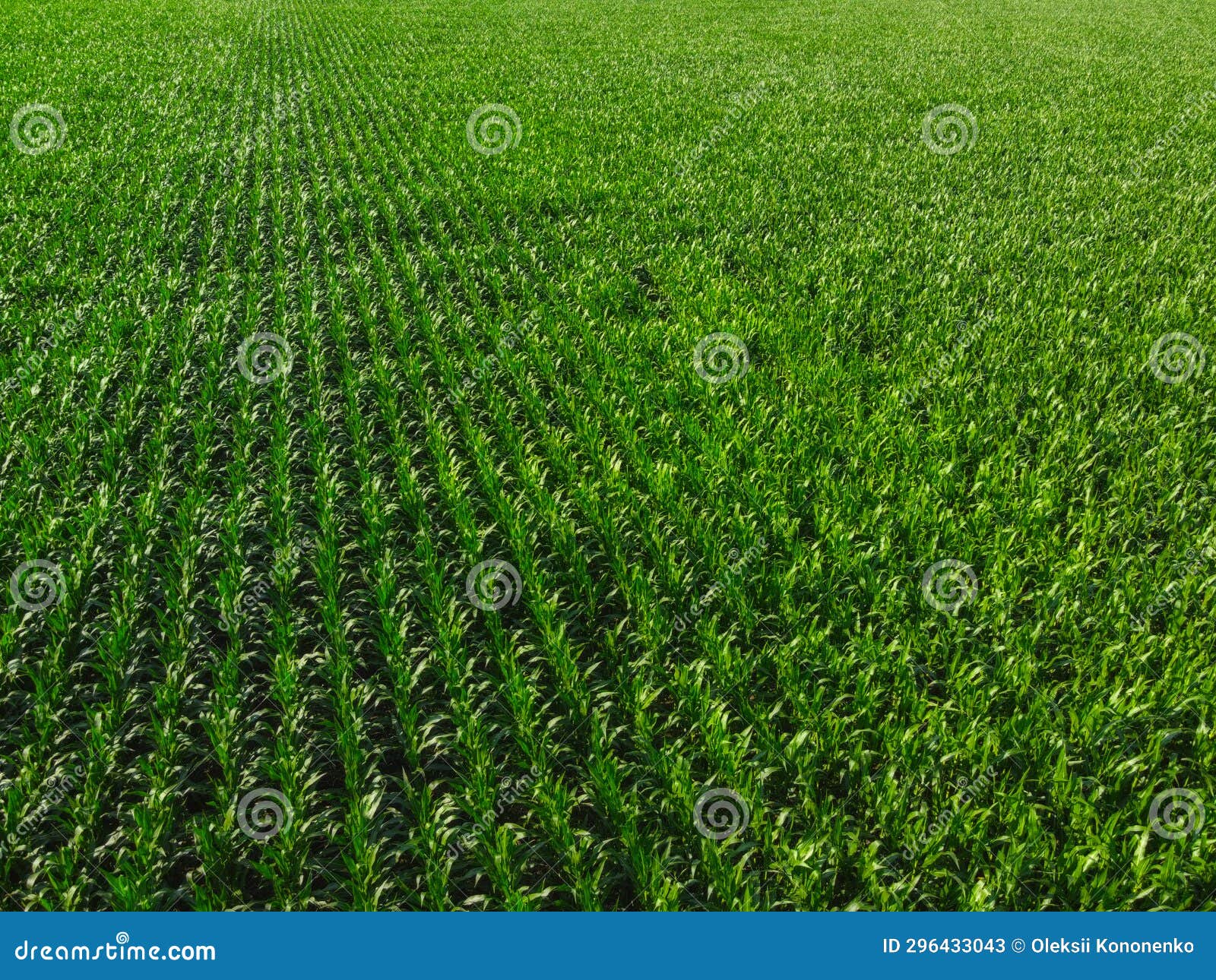 Extensive Corn Fields, Top View. Green Farm Fields, Landscape Stock ...
