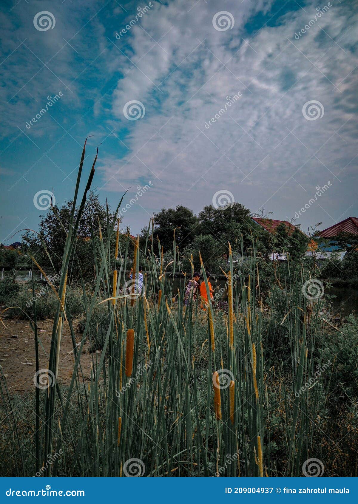 Extensive Land and Fertile Plants Stock Image - Image of nature ...
