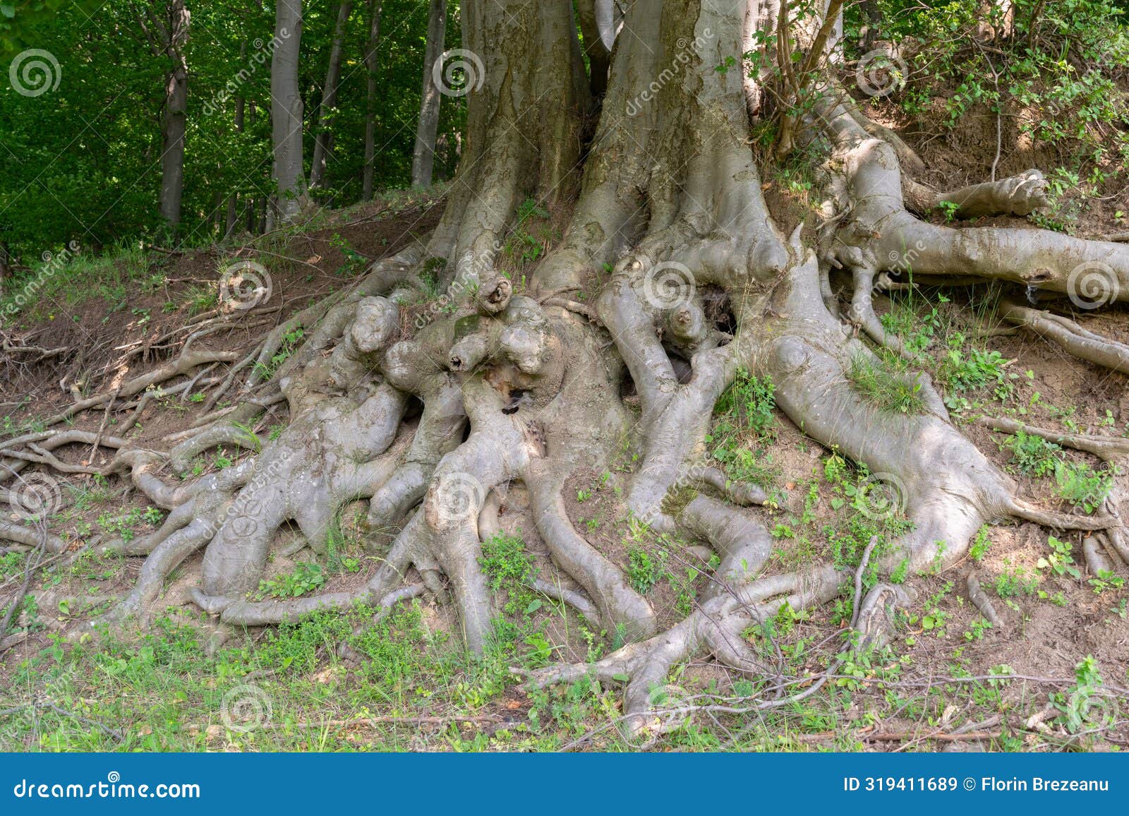 Extensive Network of Large Tree Roots Spreading Across the Forest Floor ...