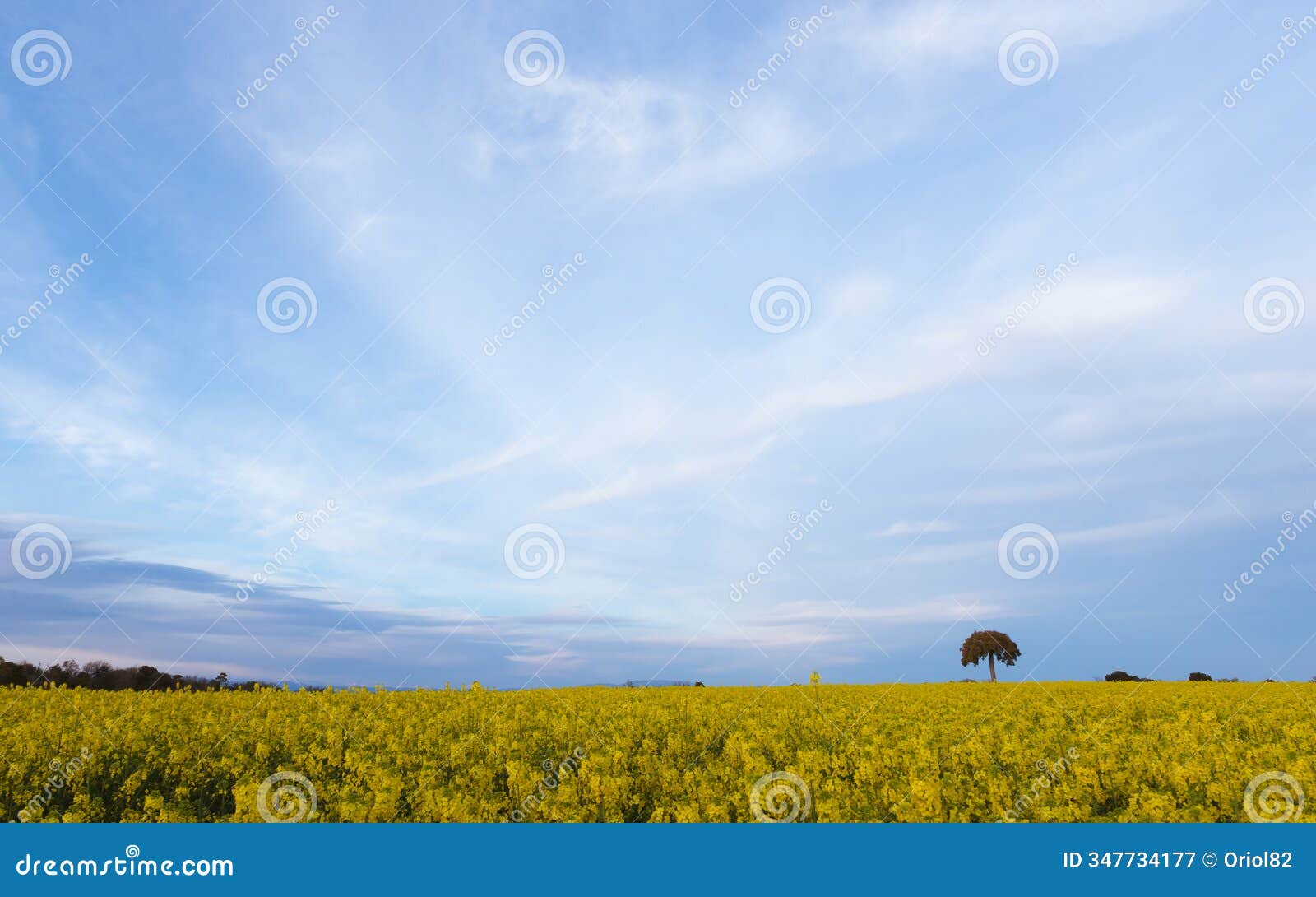 Extensive Rapseed Field and Tree Stock Image - Image of rapeseed ...