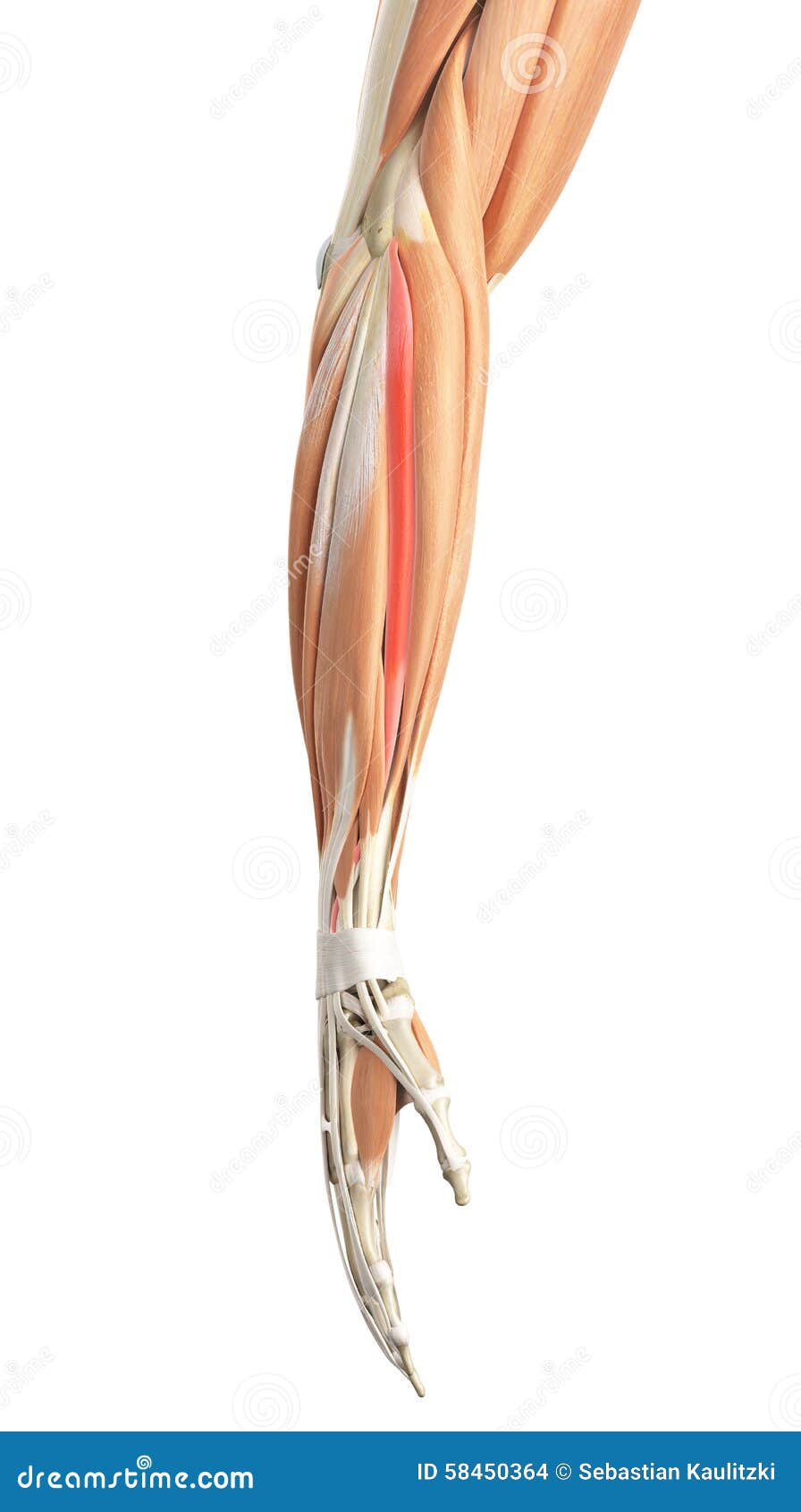 The Extensor Carpi Radialis Brevis Stock Photography | CartoonDealer ...