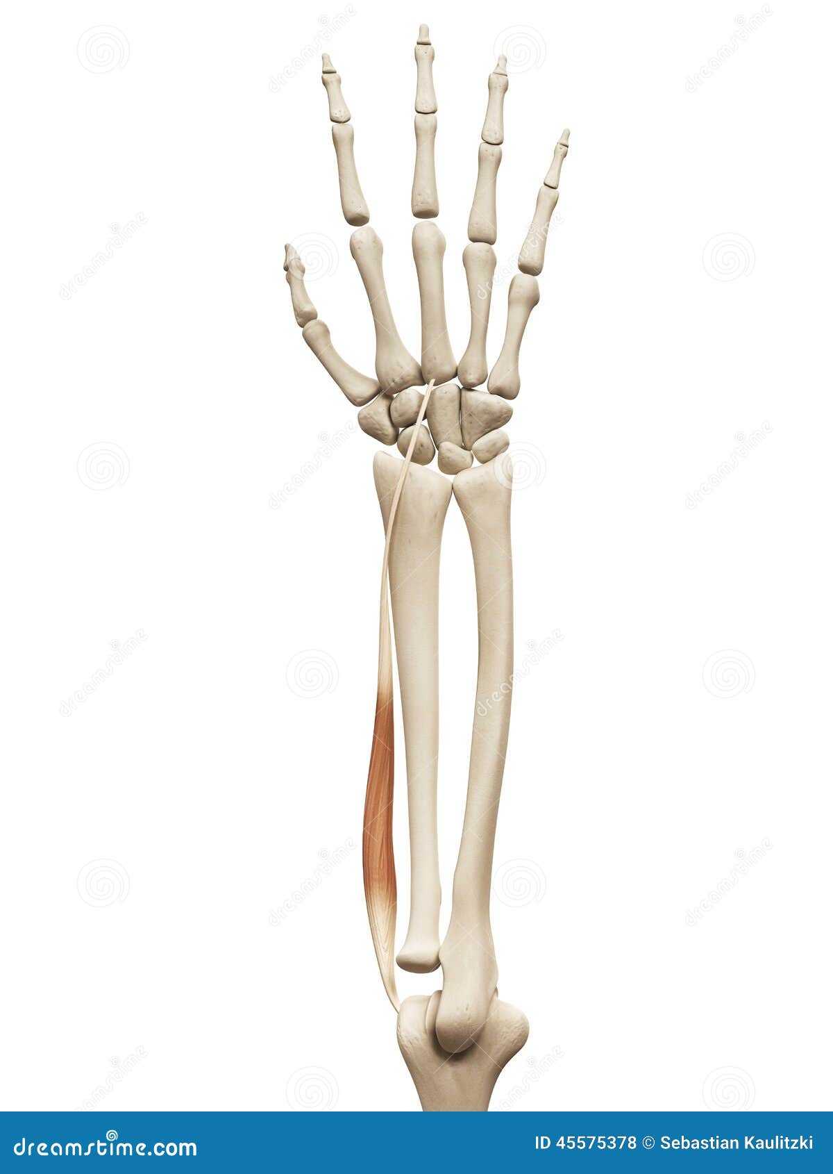 The Extensor Carpi Radialis Brevis Stock Illustration - Illustration of ...