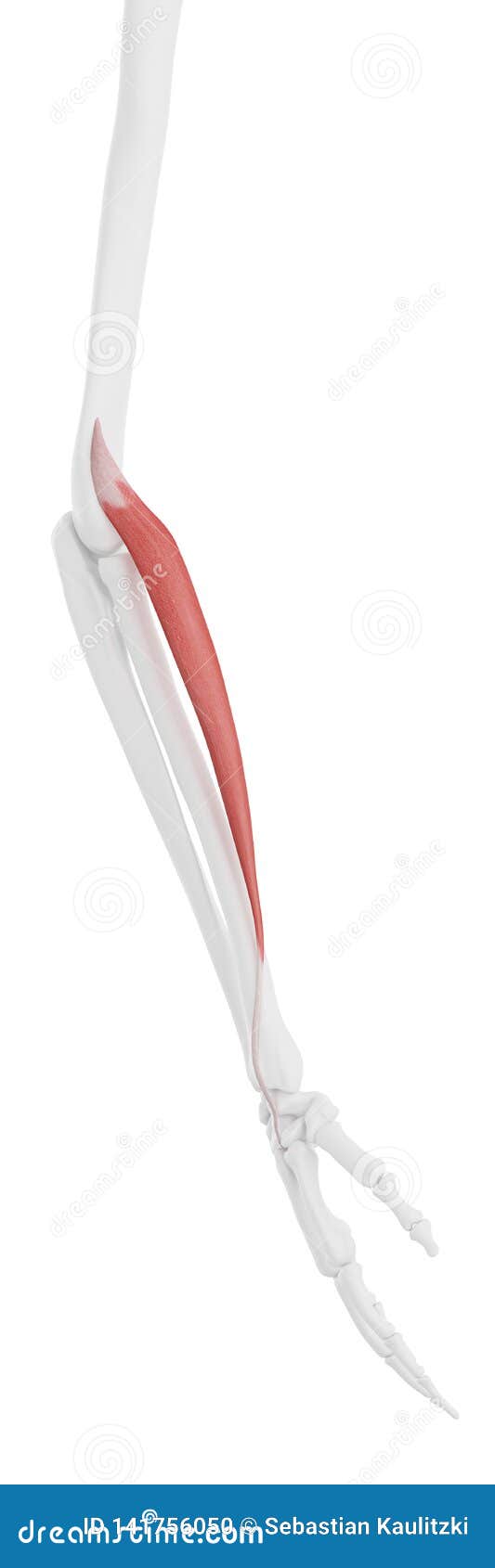 The Extensor Carpi Radialis Longus Stock Illustration - Illustration of ...