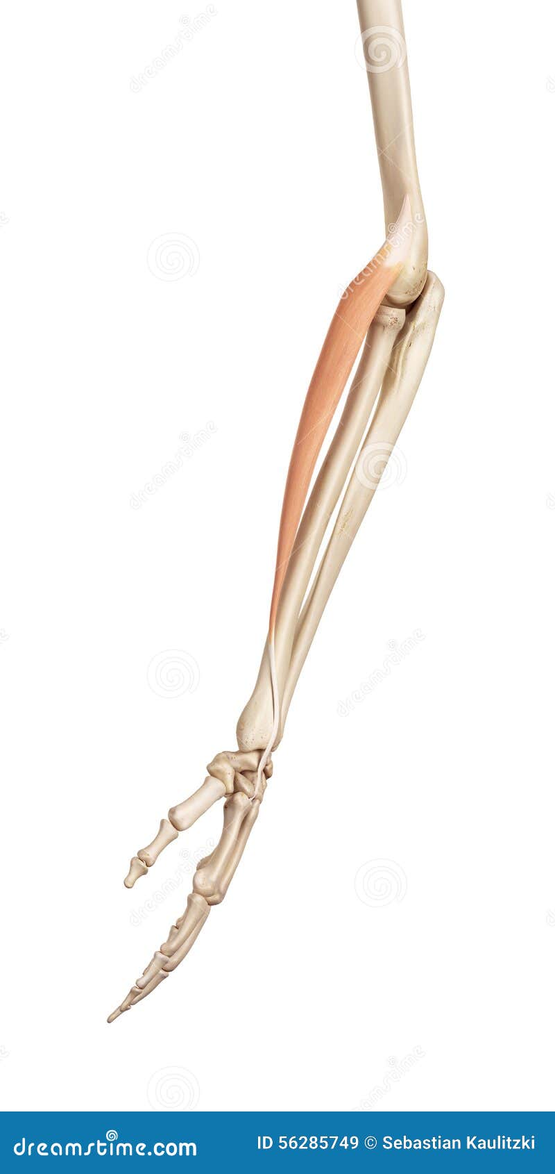 The Extensor Carpi Radialis Longus Stock Illustration - Illustration of ...