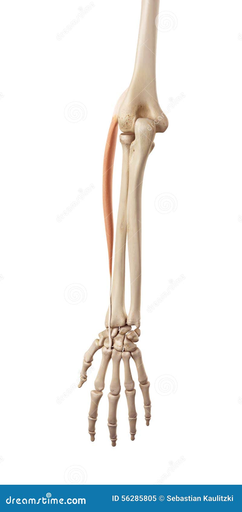 The Extensor Carpi Radialis Longus Stock Illustration - Illustration of ...
