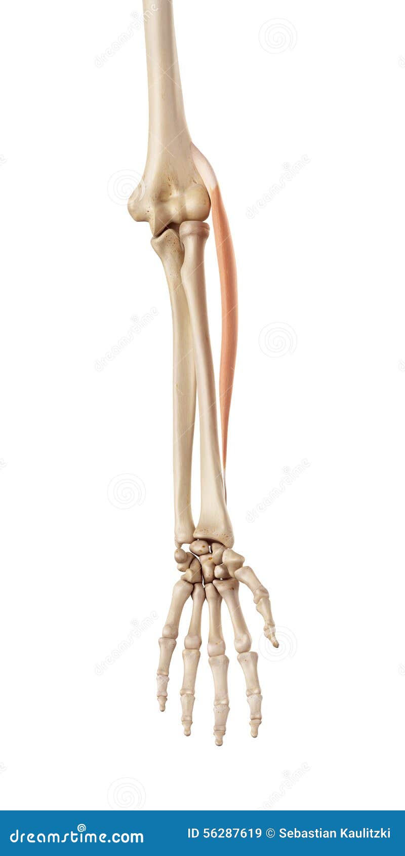 The Extensor Carpi Radialis Longus Stock Illustration - Illustration of ...