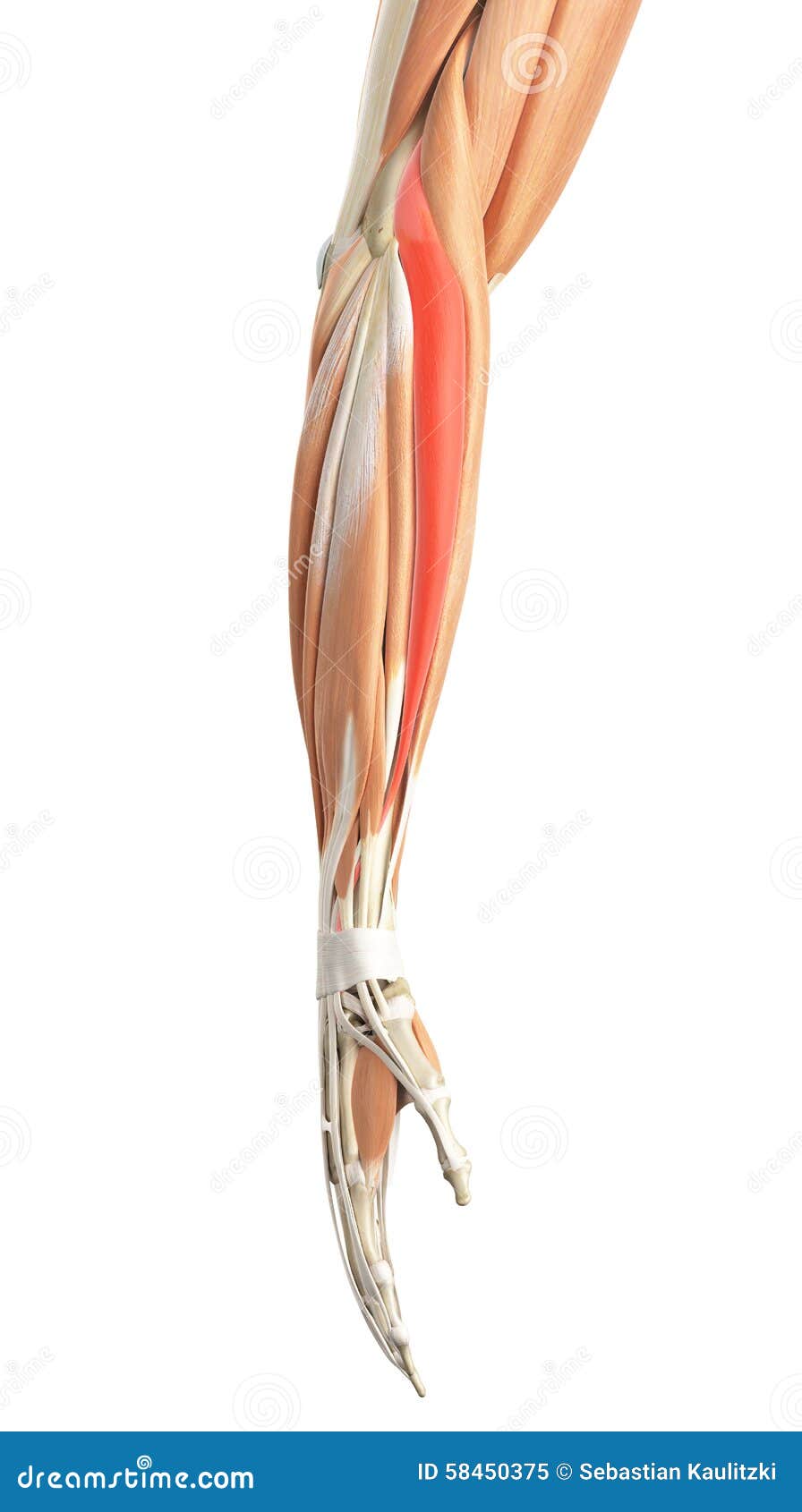 The Extensor Carpi Radialis Longus Stock Illustration | CartoonDealer ...