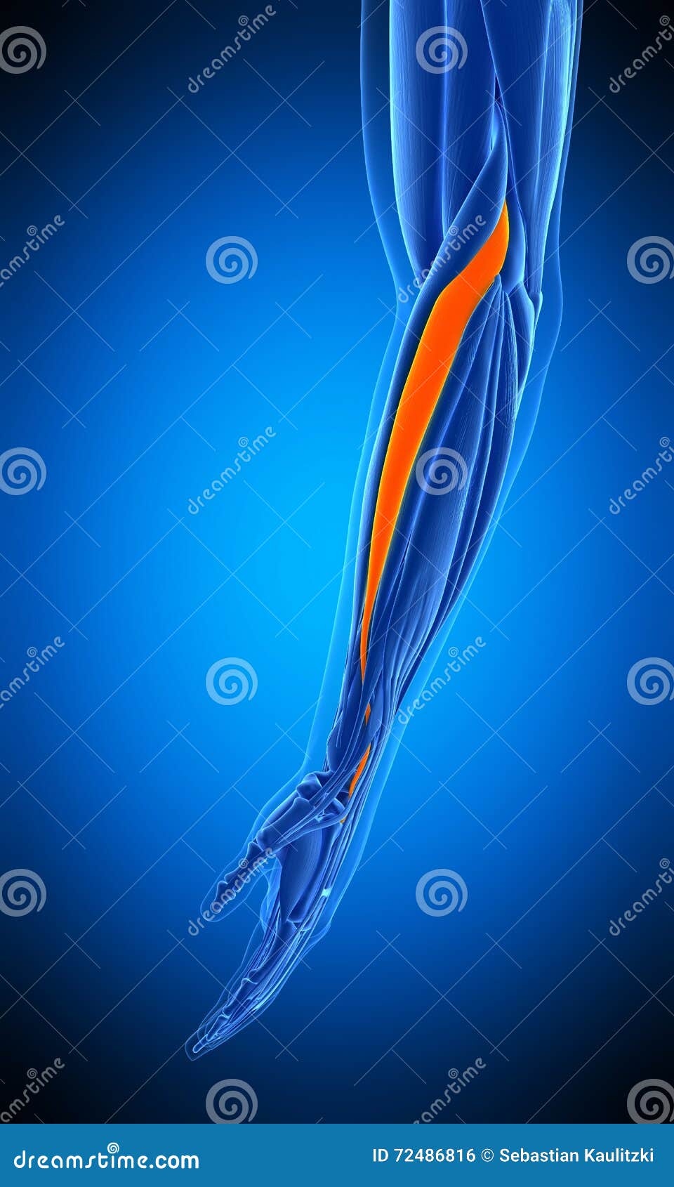 Extensor Carpi Radialis Longus Muscle With Arm And Hand Bones Outline ...