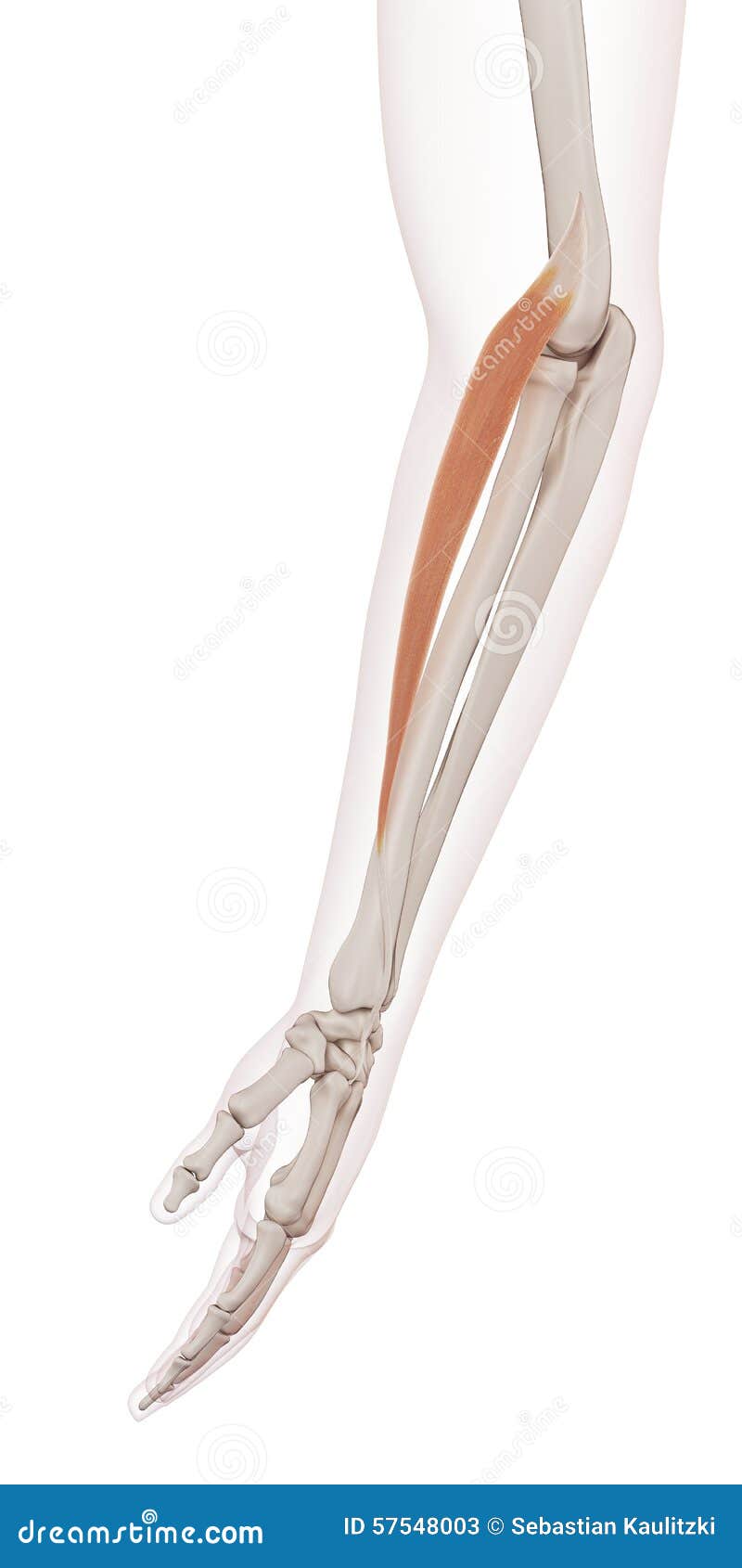 The Extensor Carpi Radialis Longus Stock Illustration - Illustration of ...