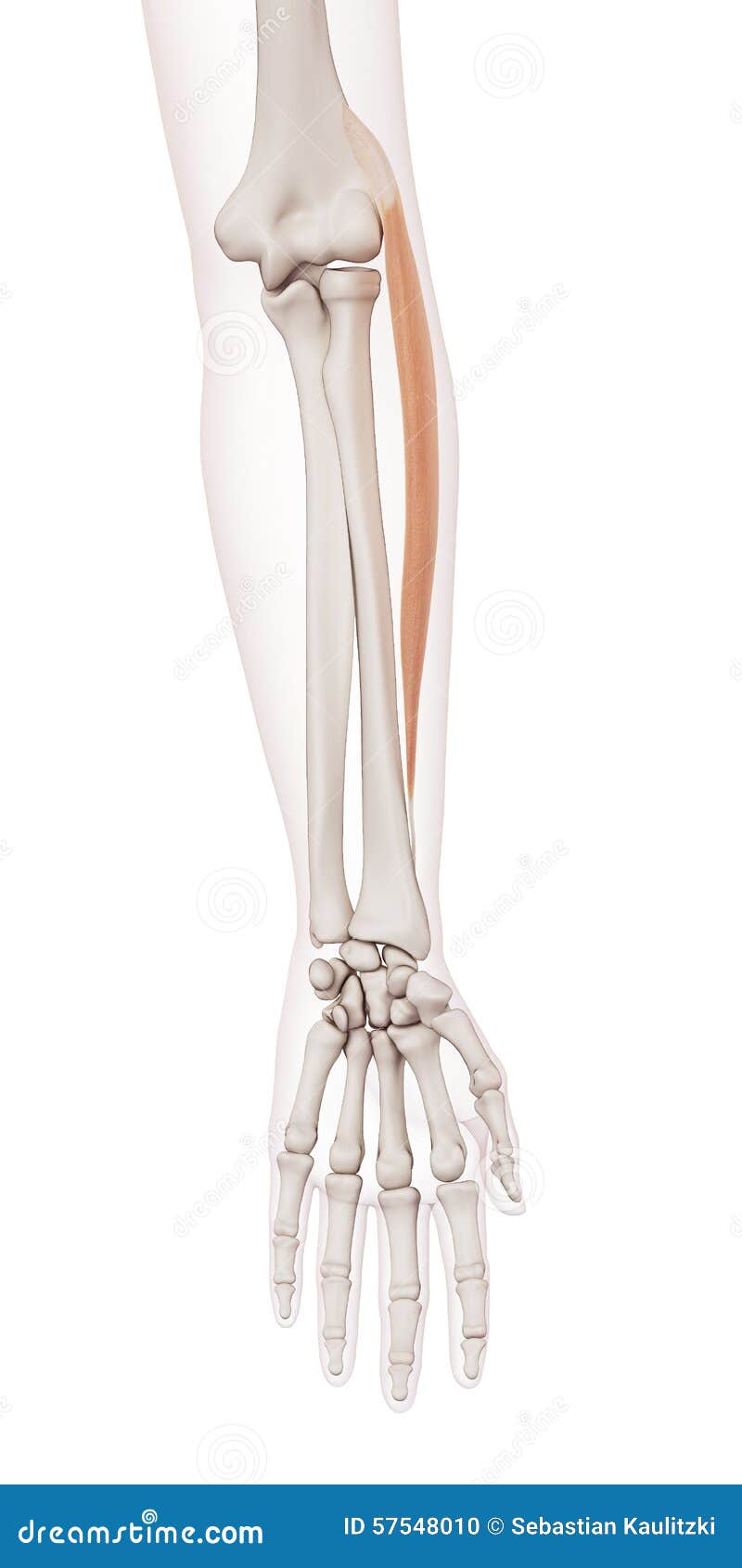 The Extensor Carpi Radialis Longus Stock Illustration - Illustration of ...