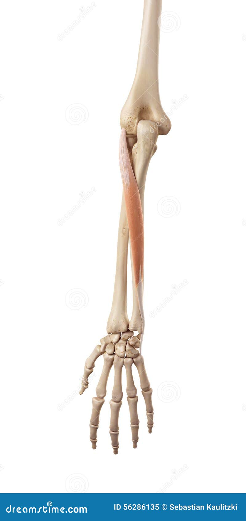 The extensor carpi ulnaris stock illustration. Illustration of white ...