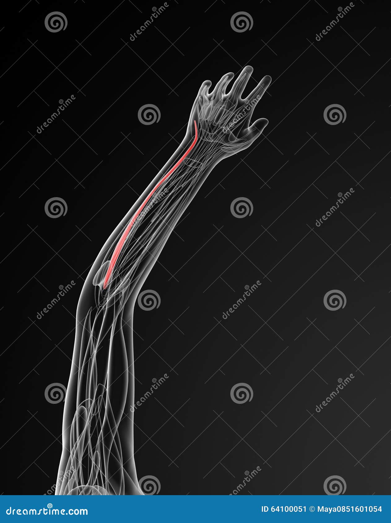 Extensor carpi ulnaris stock illustration. Illustration of graphic ...