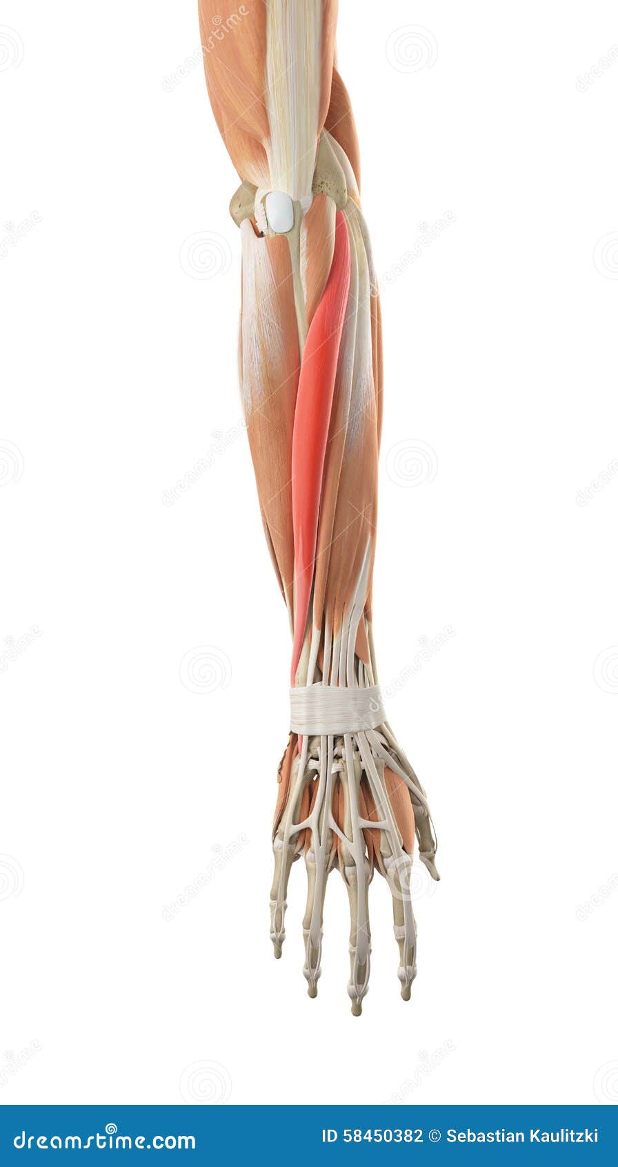 The extensor carpi ulnaris stock illustration. Illustration of ...