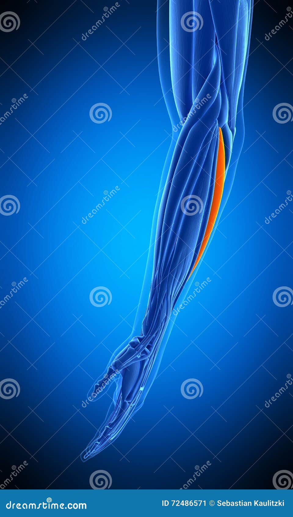 The Extensor Carpi Radialis Brevis Stock Illustration | CartoonDealer ...