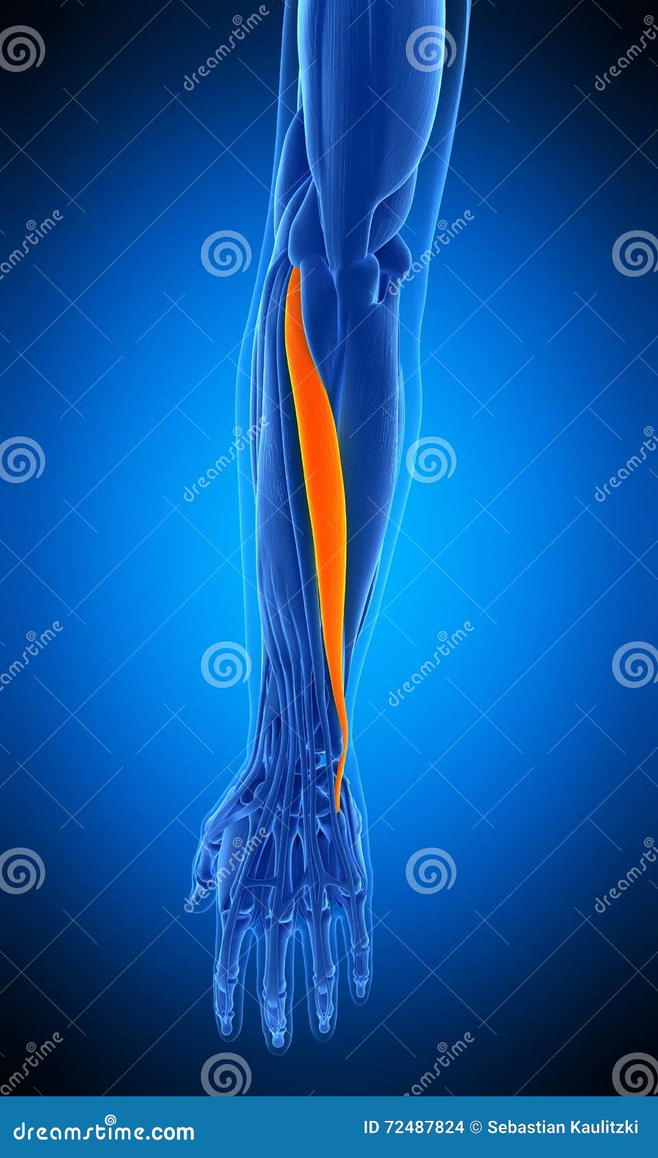 The Extensor Carpi Radialis Brevis Stock Photography | CartoonDealer ...