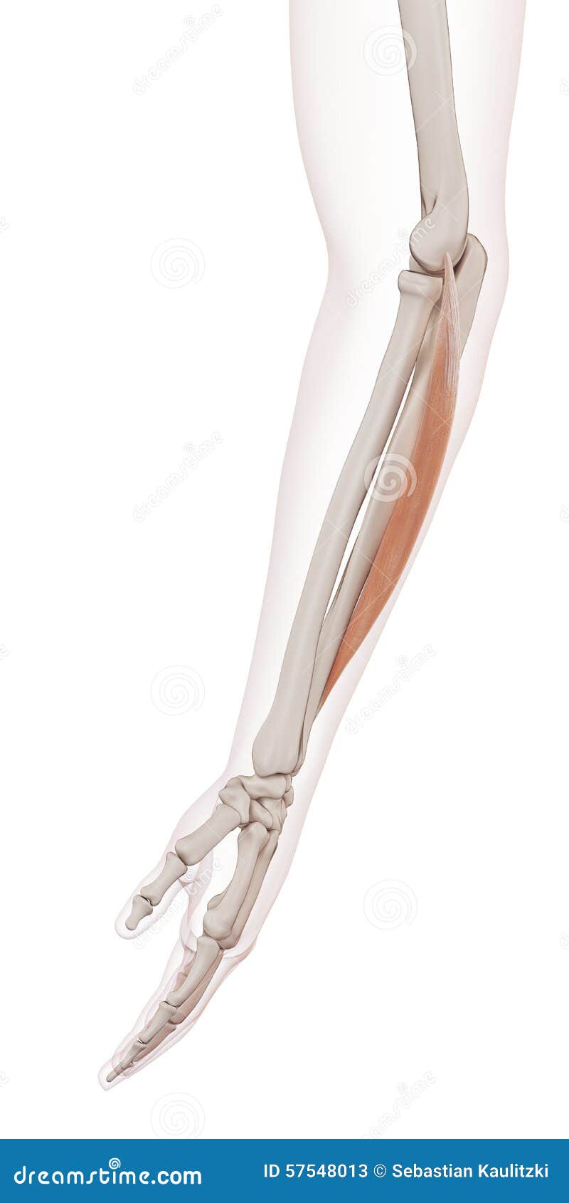 The extensor carpi ulnaris stock illustration. Illustration of isolated ...