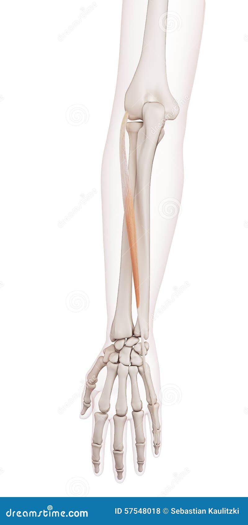 Extensor Digiti Minimi