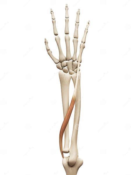 The extensor digiti minimi stock illustration. Illustration of muscle ...