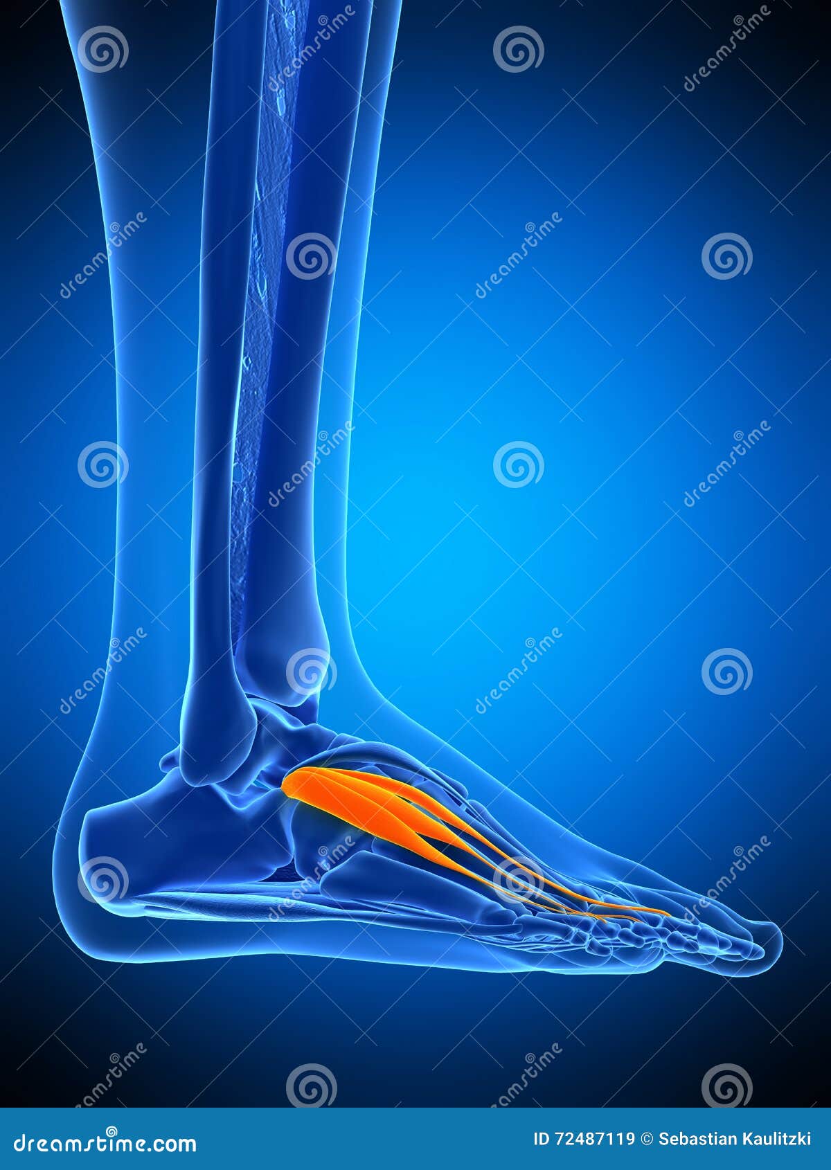 The Extensor Digitorium Brevis Stock Illustration - Illustration of ...