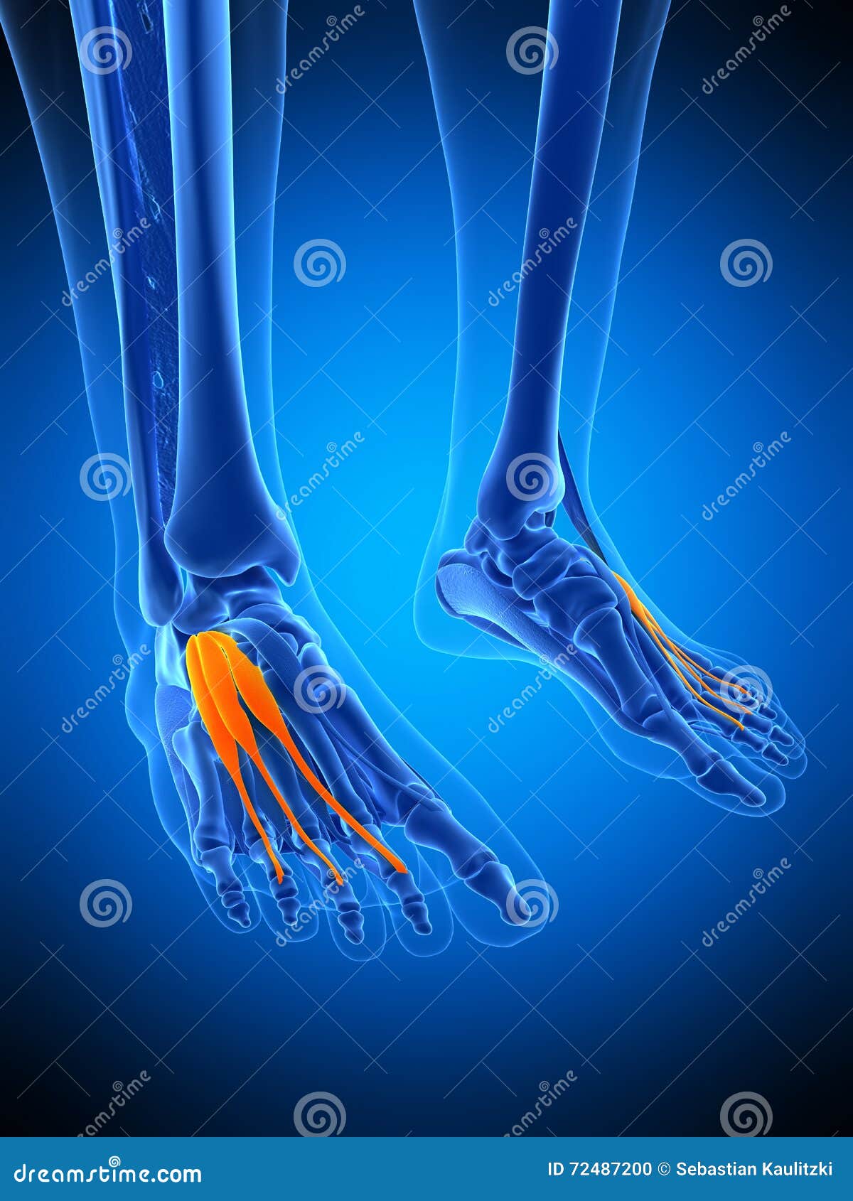 The Extensor Digitorium Brevis Stock Illustration - Illustration of ...