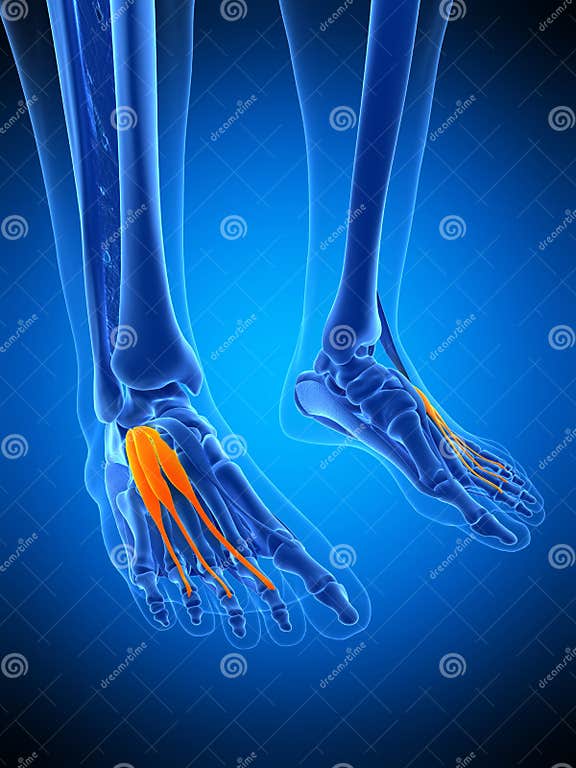 The Extensor Digitorium Brevis Stock Illustration - Illustration of ...