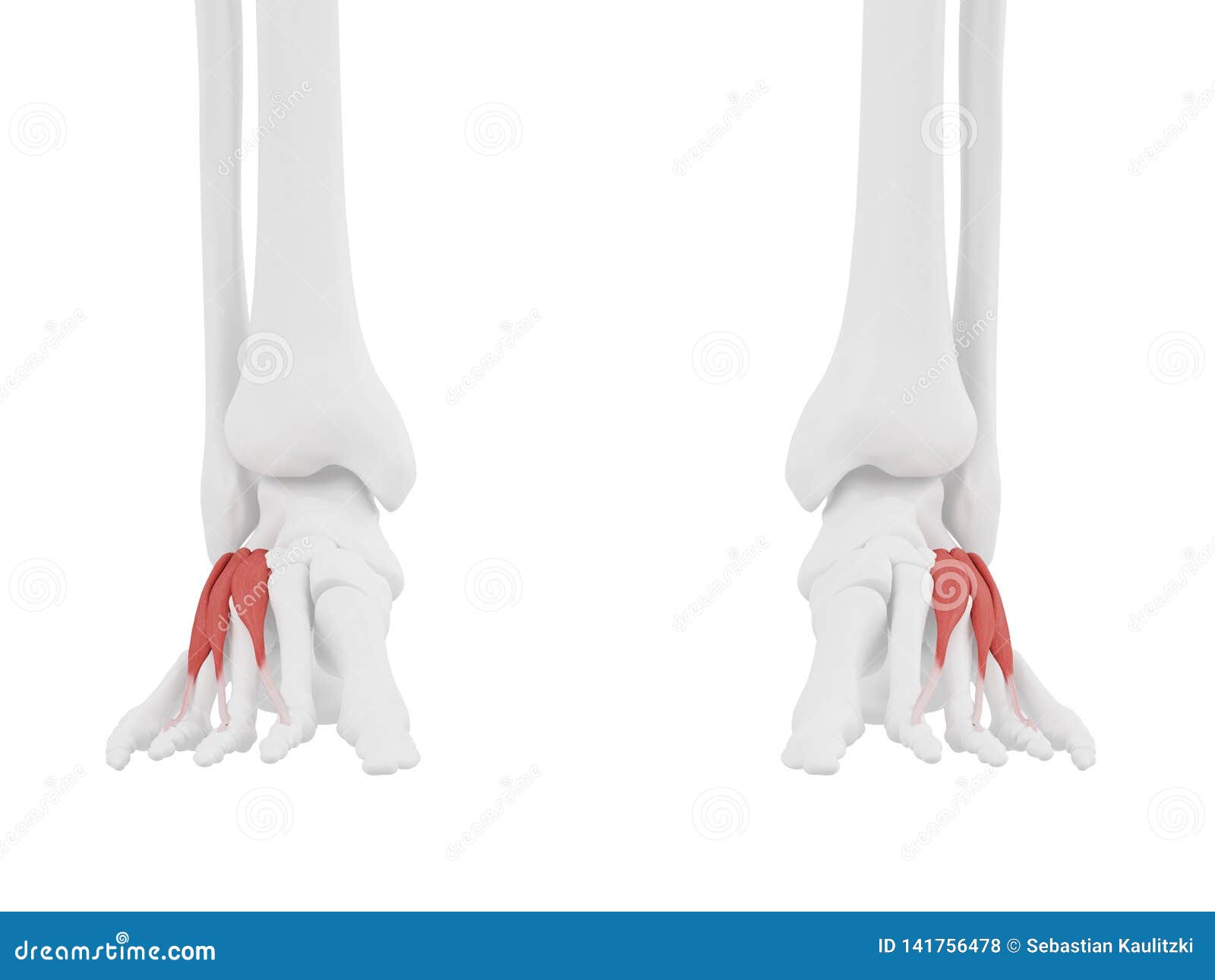 The Extensor Digitorum Brevis Stock Illustration - Illustration of ...