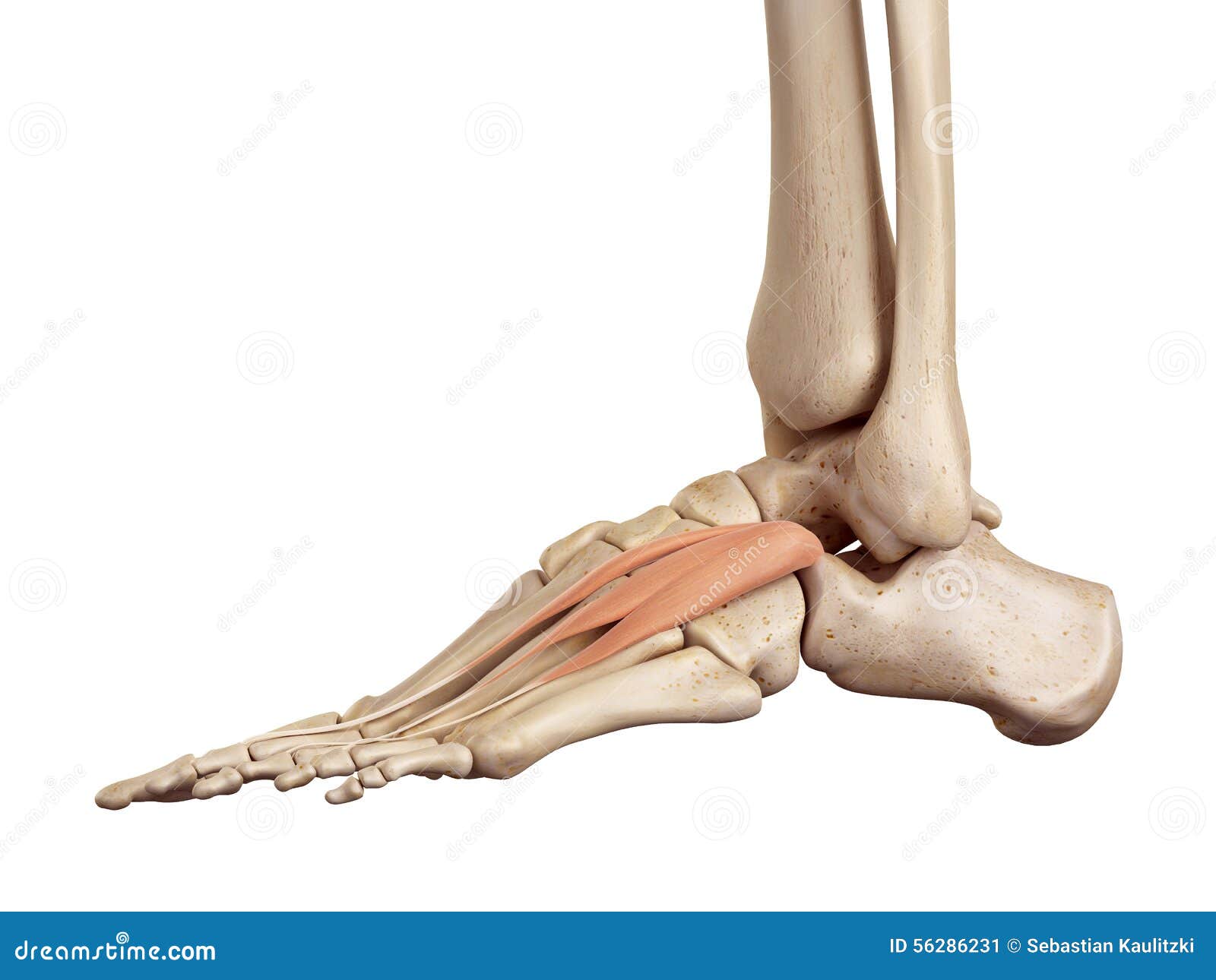 The Extensor Digitorum Brevis Stock Illustration - Illustration of ...
