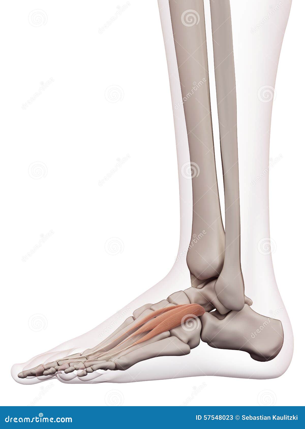 The Extensor Digitorum Brevis Stock Illustration - Illustration of ...