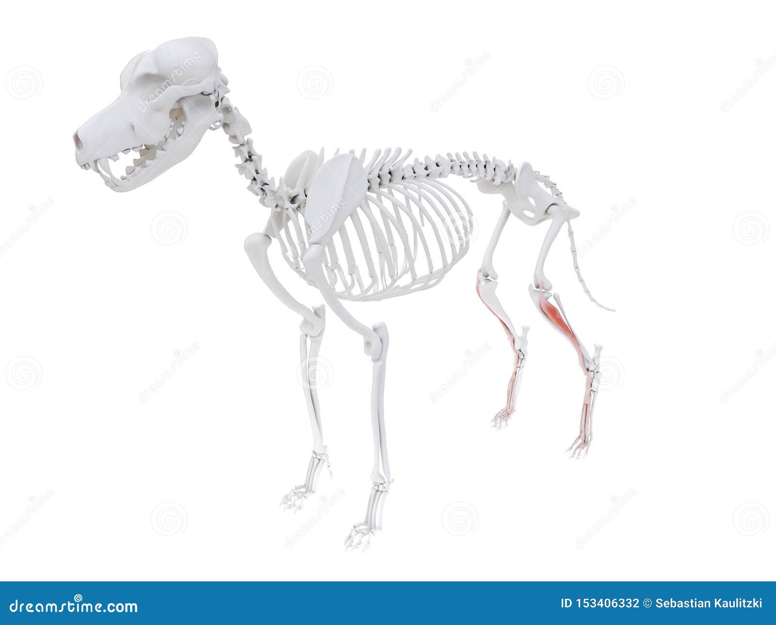 The Extensor Digitorum Longus Royalty-Free Illustration | CartoonDealer ...