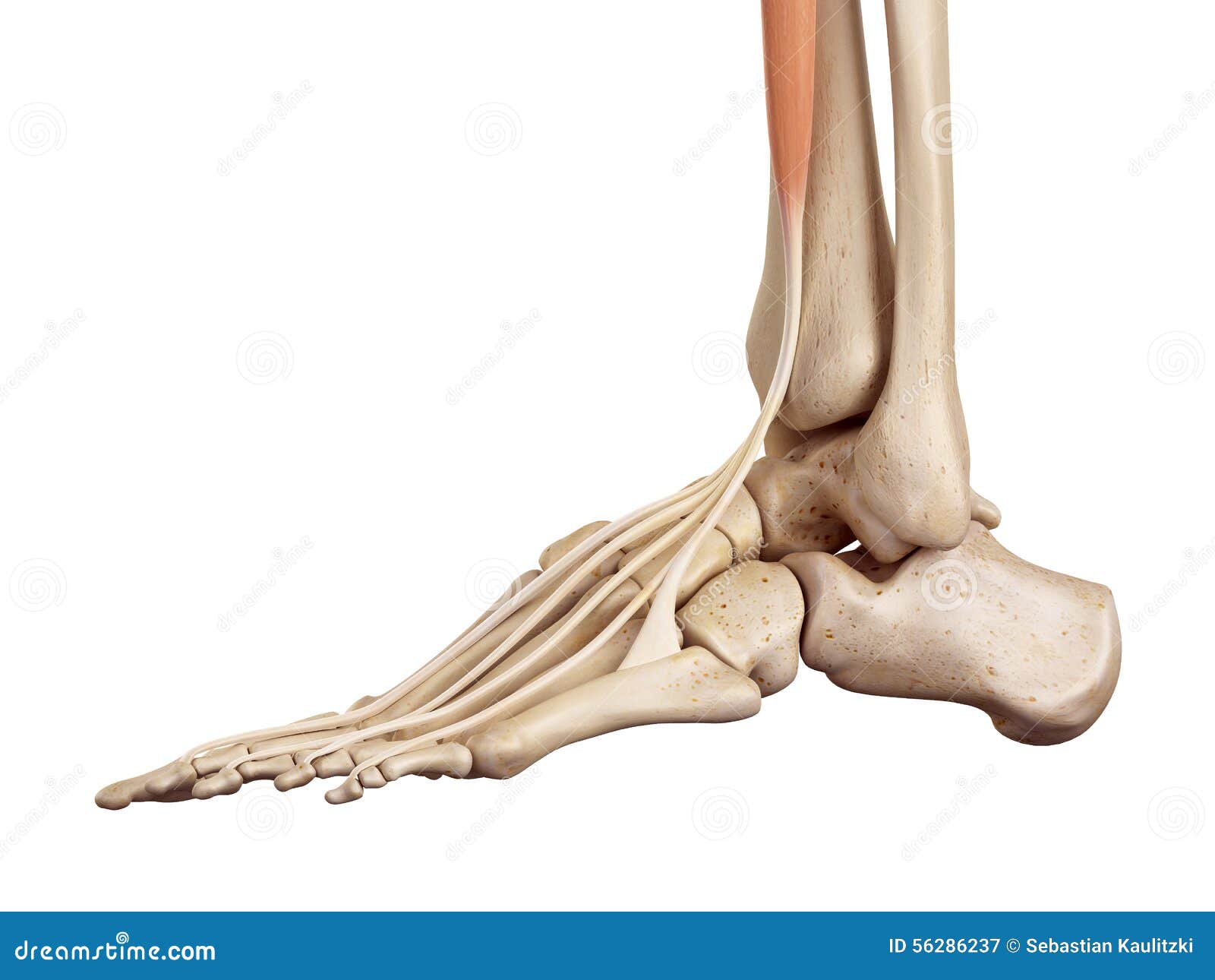 The Extensor Digitorum Longus Royalty-Free Illustration | CartoonDealer ...