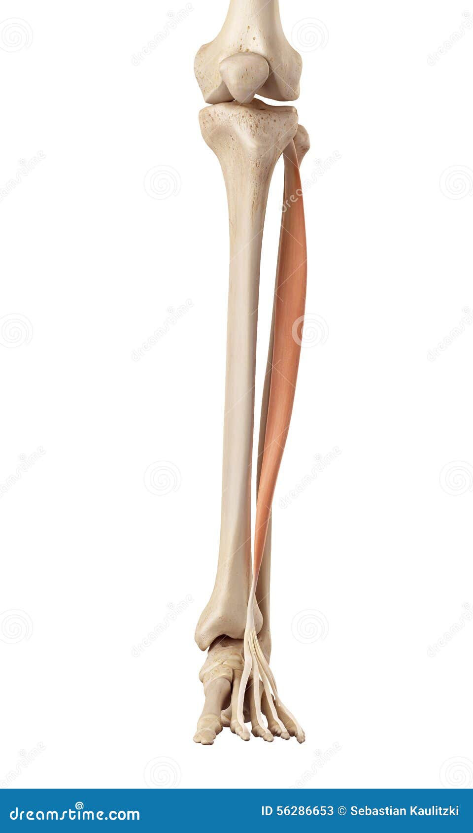 Extensor Digitorum Longus Royalty-Free Cartoon | CartoonDealer.com ...